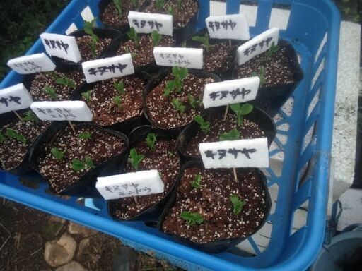 野菜苗5点200円コーナーに絹さやエンドウの苗を品出ししました。 (かずちゃん) 治良門橋のその他の中古あげます・譲ります｜ジモティーで不用品の処分