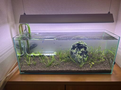 熱帯魚水槽生体一式セット - エーハイム GEX 水心 VIVID 600 ADA 龍王石 ネオンテトラ オトシンクルス (がっきー) 香櫨園の家電の中古あげます・譲ります｜ジモティーで不用品の処分